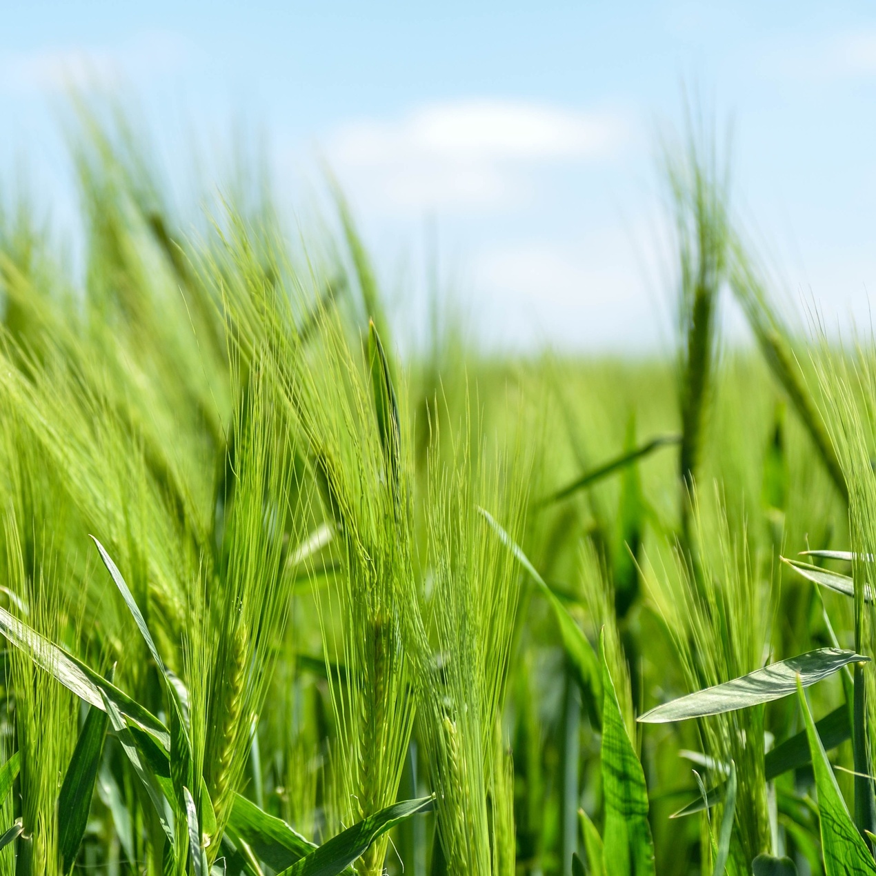 Plant testing - Southern Cross University