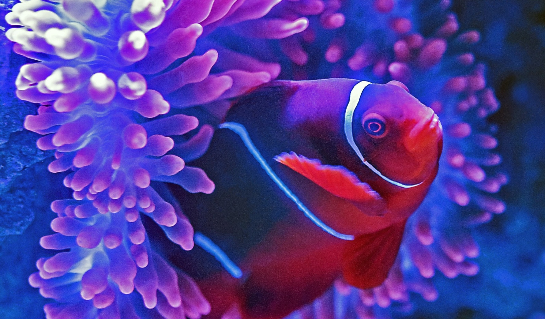 Lismore master plan unveiled - Southern Cross University