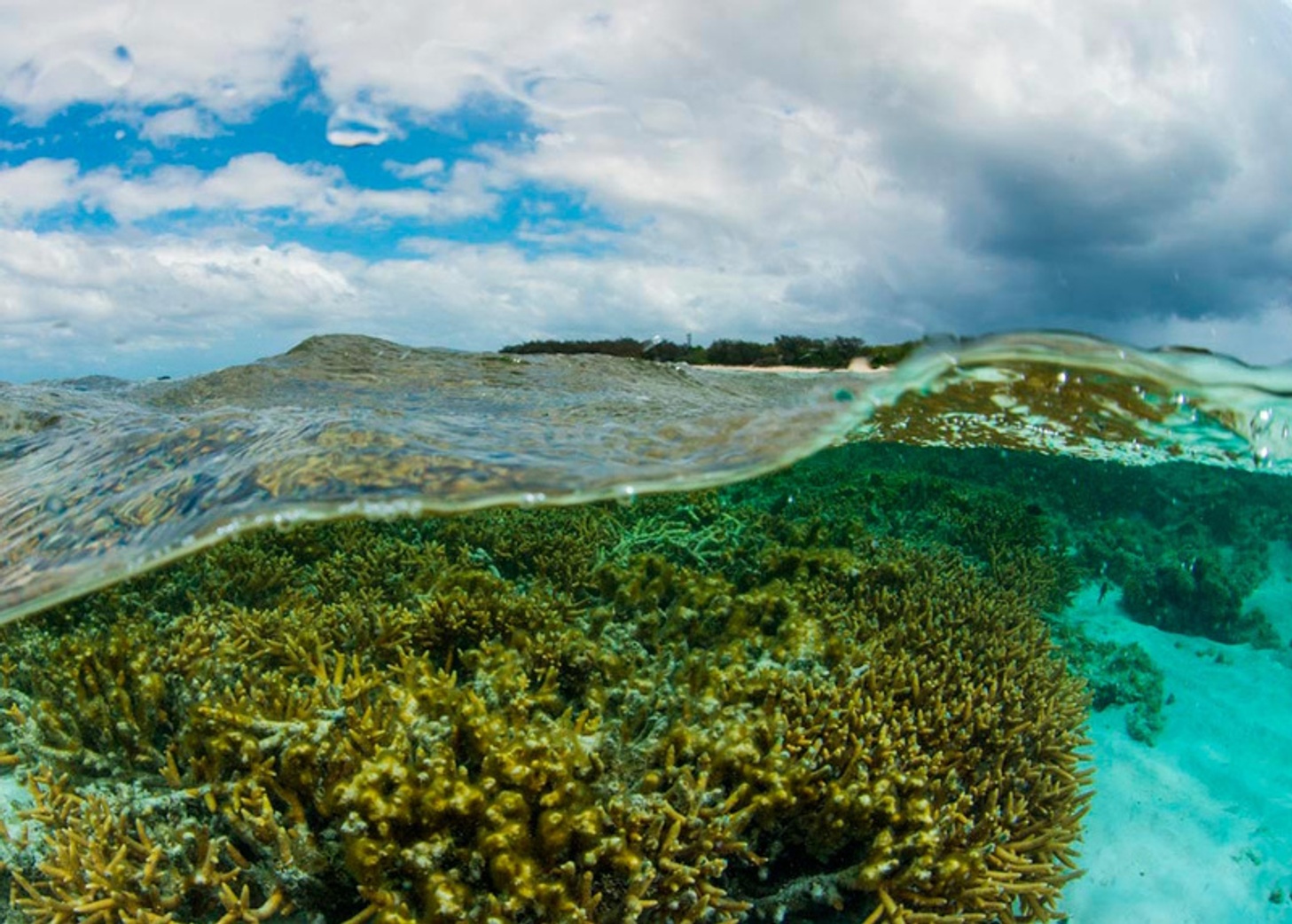 Coral IVF - Southern Cross University