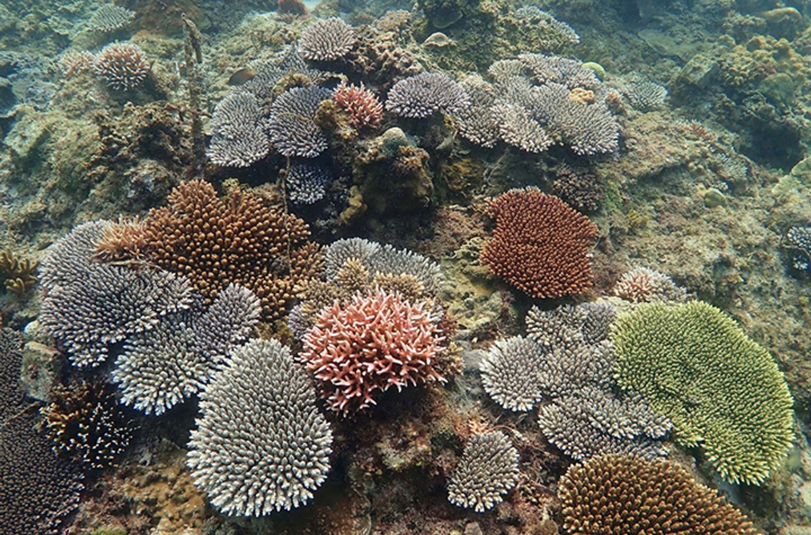 Evolution of Coral IVF enhances recovery of coral reefs - Southern ...