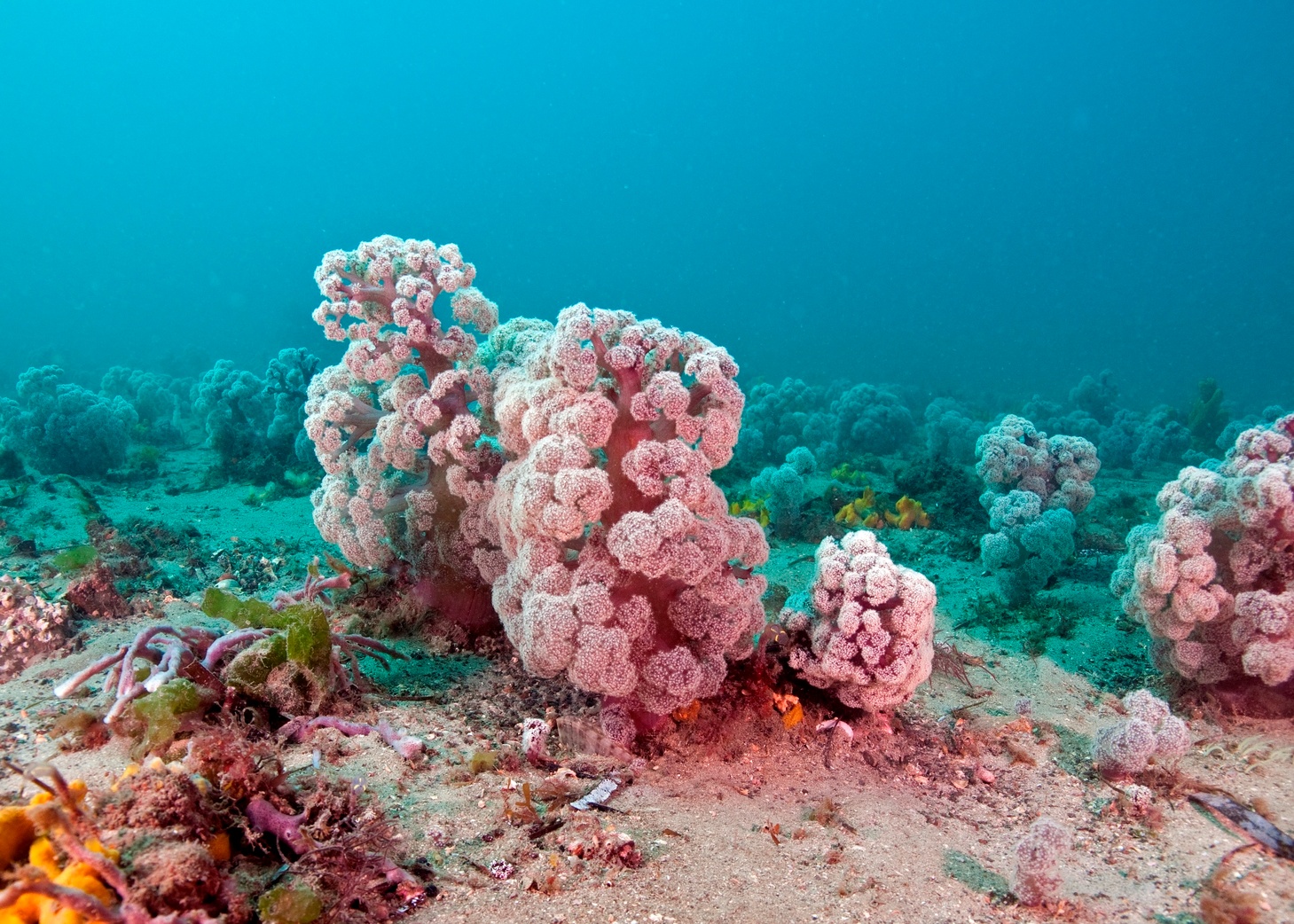 Inspired science brings hope for marine and reef systems - Southern ...