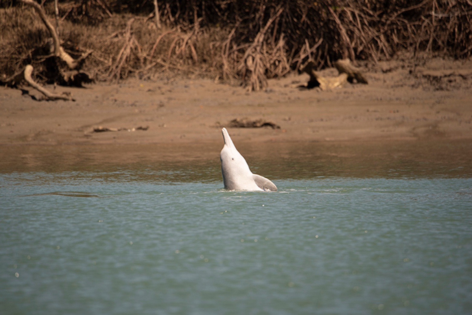 GBR dolphin project Daniele Cagnazzi - Southern Cross University