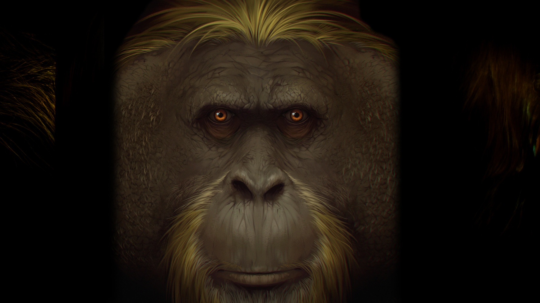 Disappearance of giant apes solved - Southern Cross University