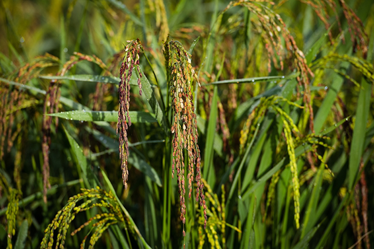 Climate smart rice ARC - Southern Cross University