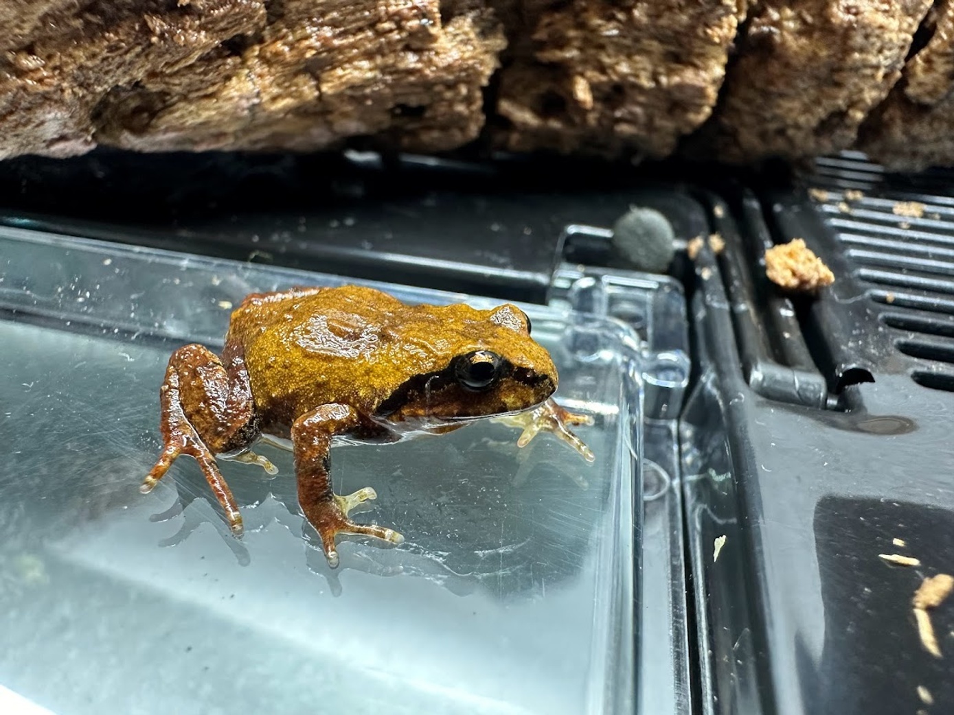 Mountain frog funding - Southern Cross University