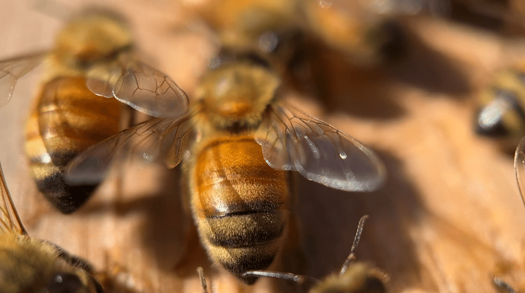 Bee Research and Extension Lab launches - Southern Cross University