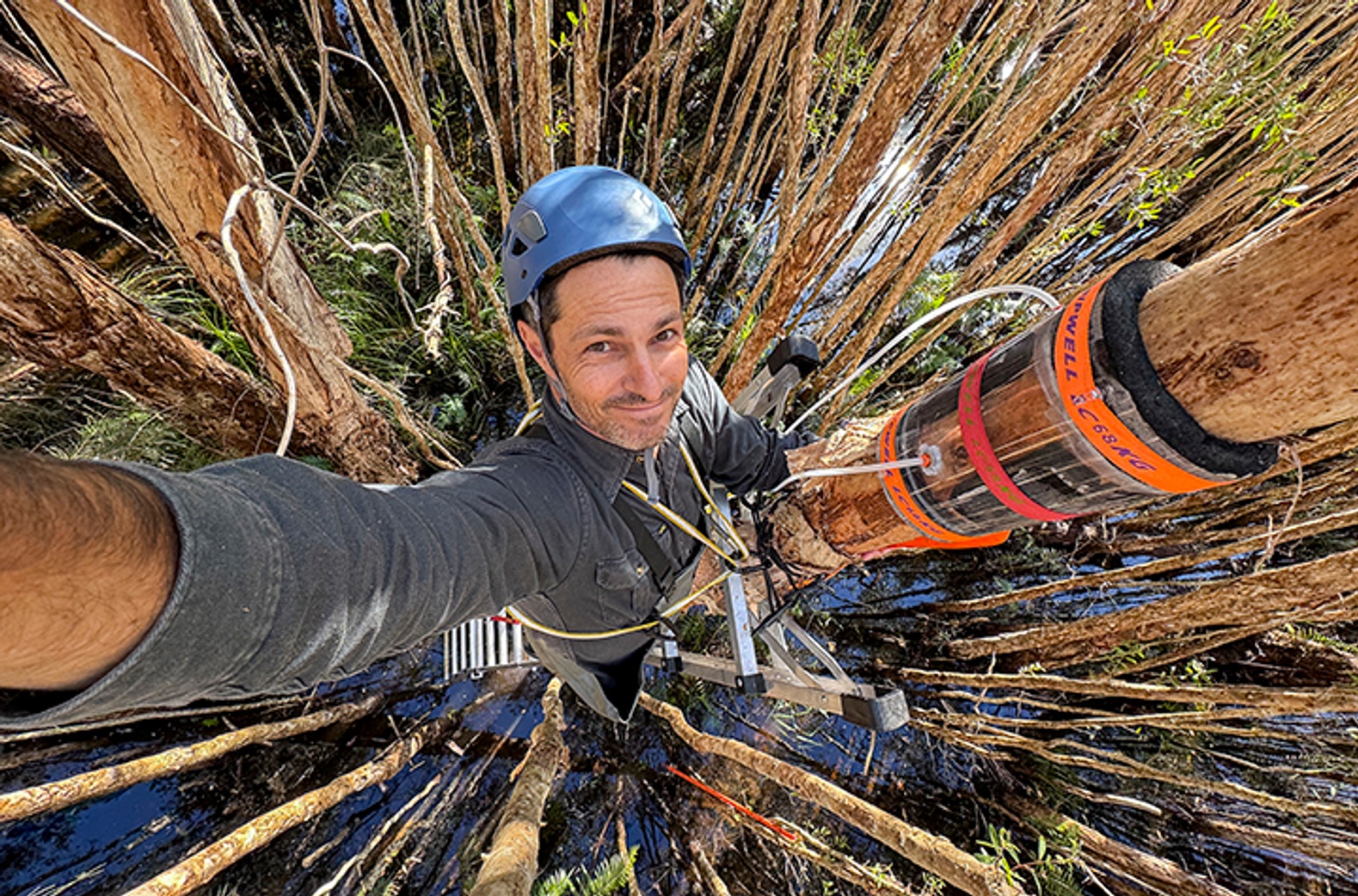 Microbes in tree bark remove greenhouse gases - Southern Cross University