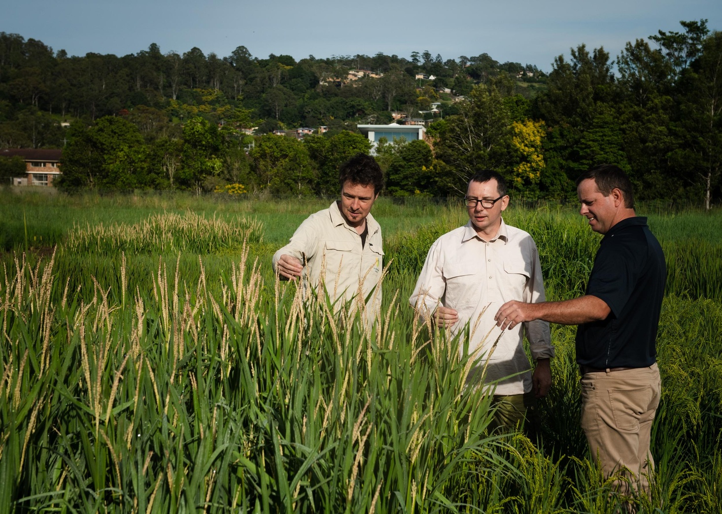VIDEO - Rice breeding program - Southern Cross University
