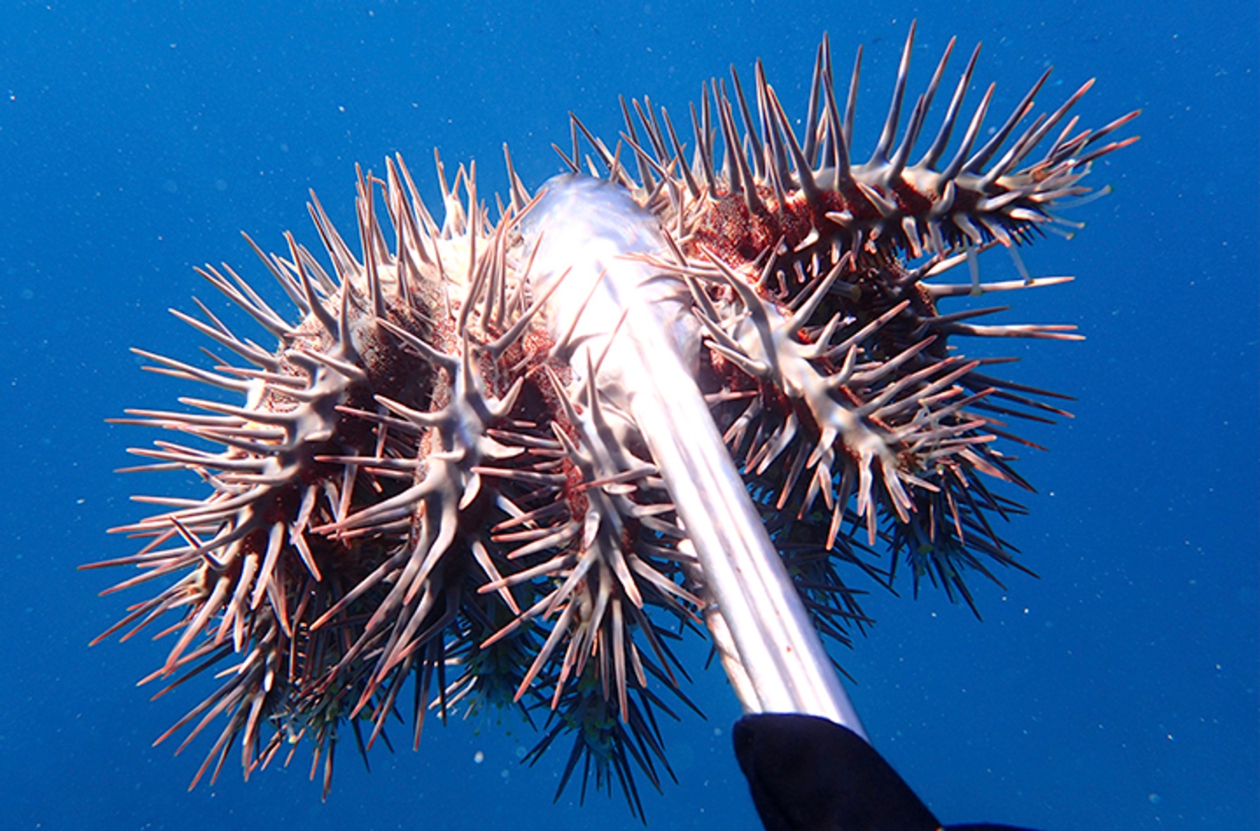 2020 - Hidden army: How starfish could build up numbers to attack coral ...