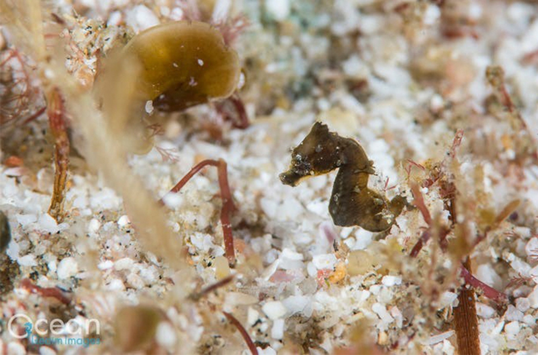 2020 - How an underwater photo led to the discovery of a tiny new ...