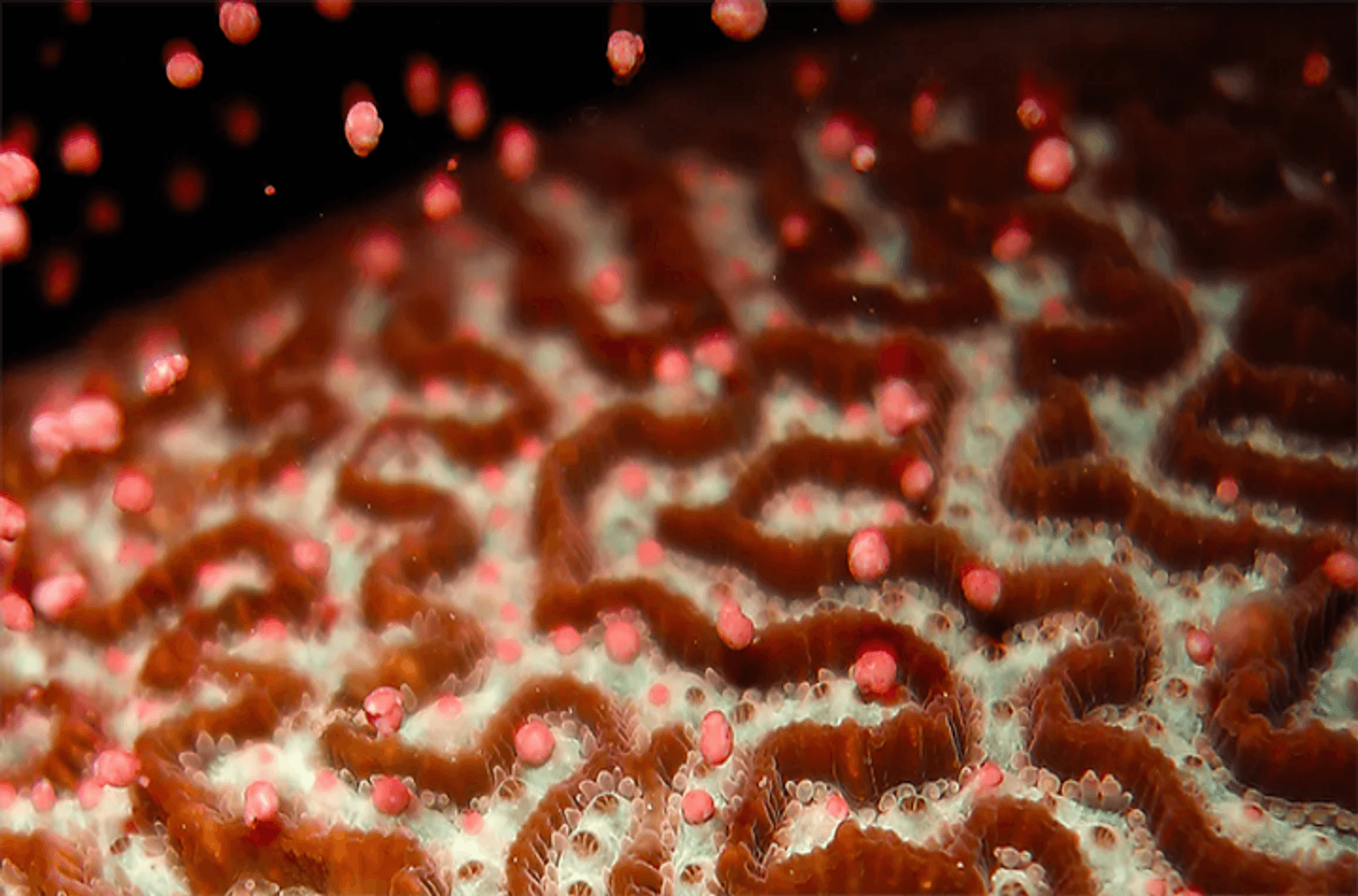 2021 - Coral, meet coral: how selective breeding may help the world’s ...