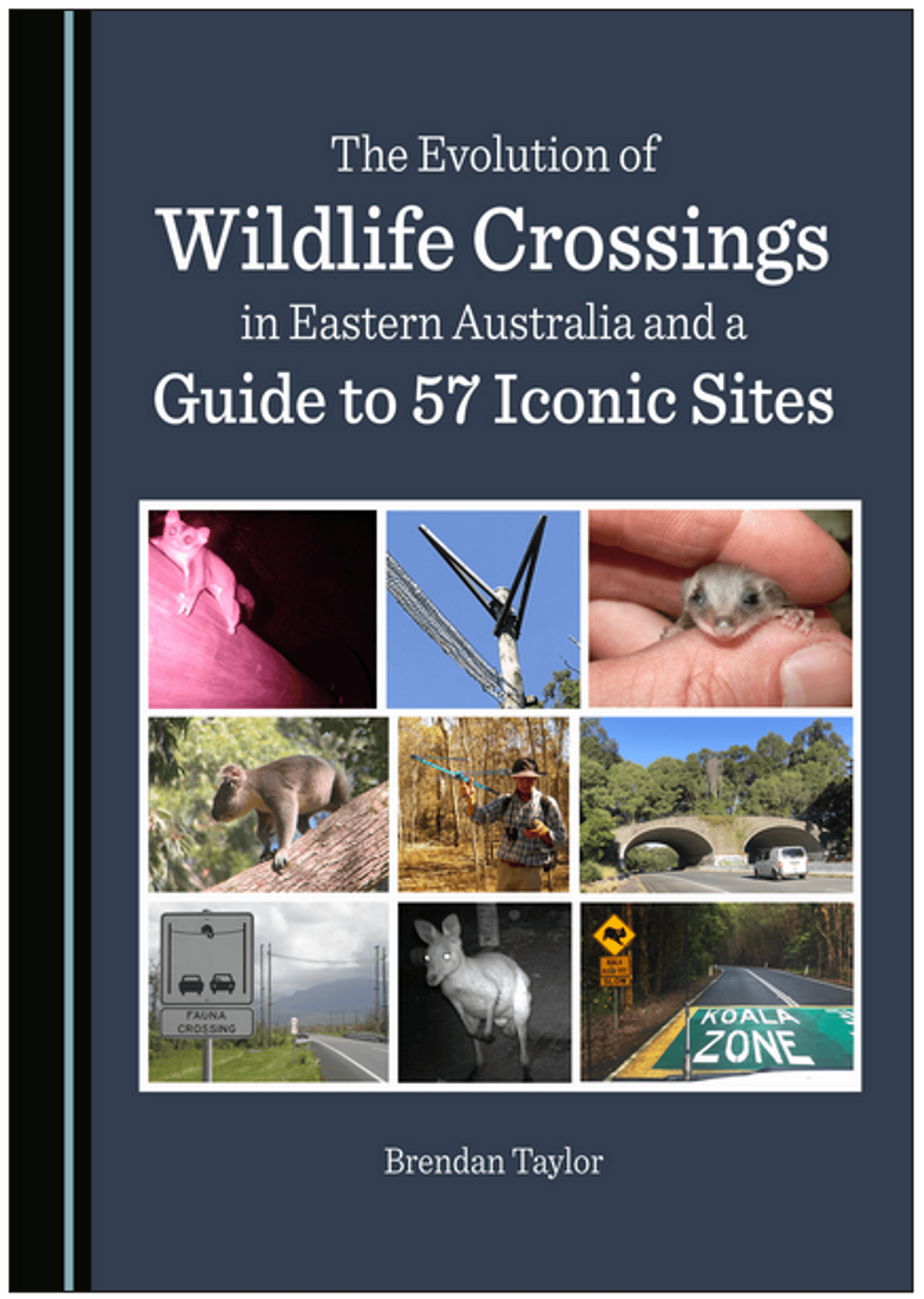 Travel Guide To Australias Wildlife Crossings Southern Cross University