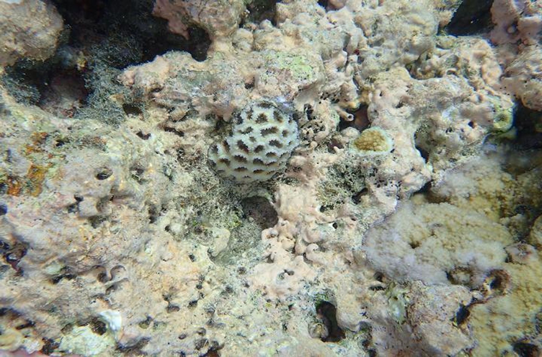 CCA crustose coralline algae Alexandra Ordonez Alvarez - Southern Cross ...