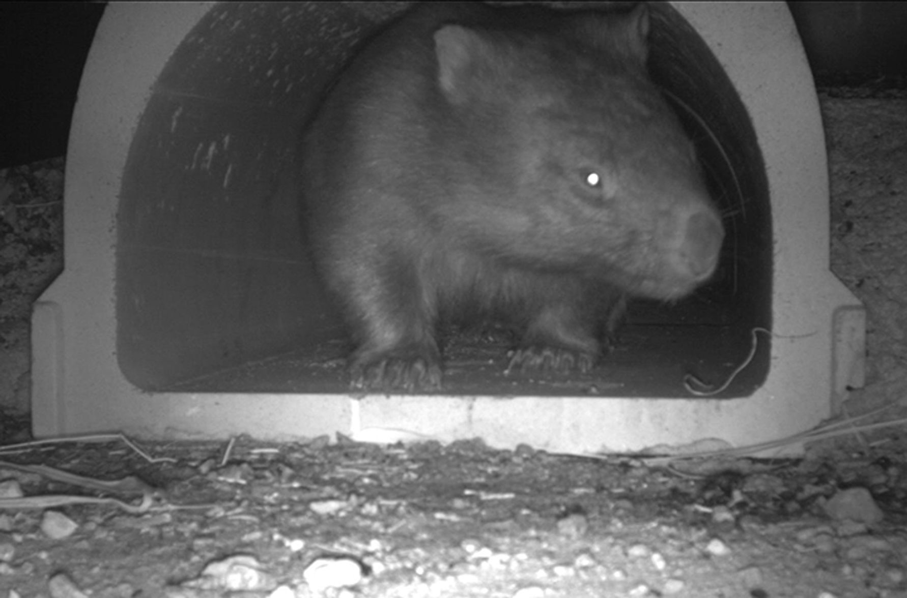 Travel guide to Australia’s wildlife crossings - Southern Cross University