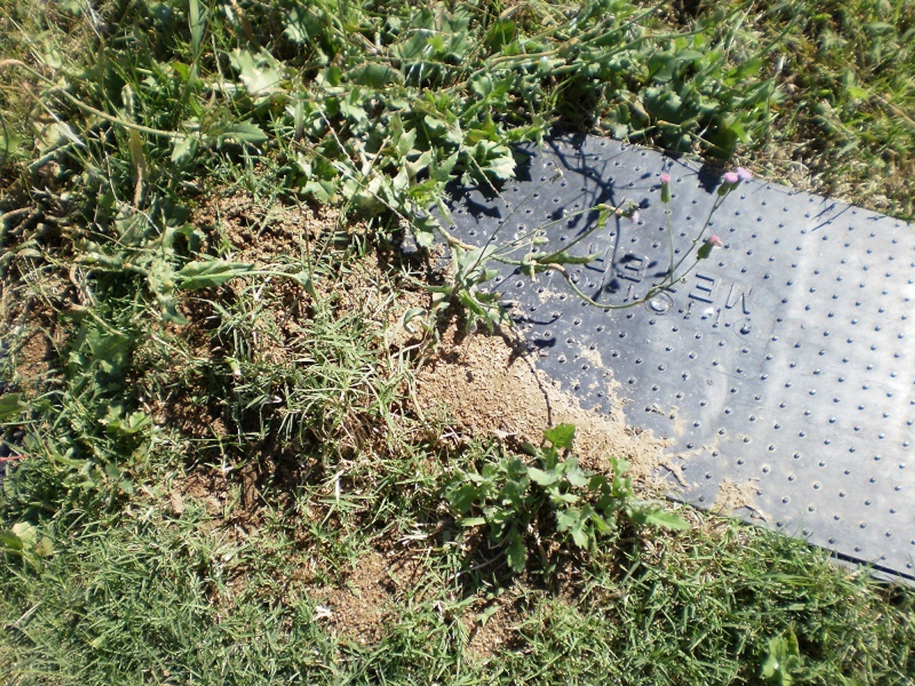 What are fire ants and why are they so dangerous - Southern Cross ...