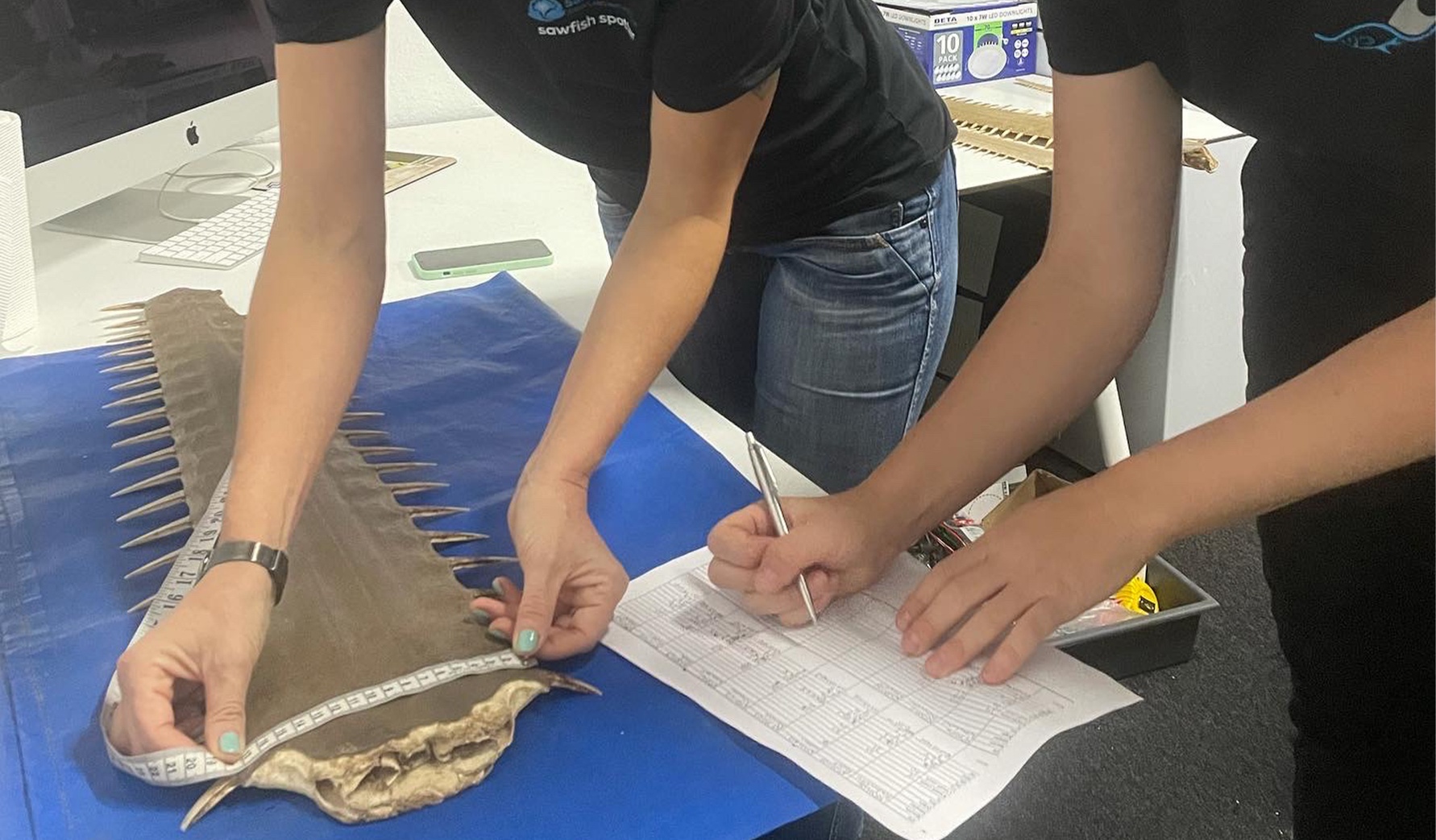 Rare sawfish specimens aid conservation research - Southern Cross ...
