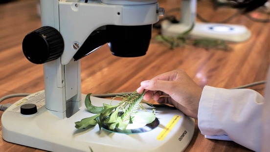 Research at the National Centre for Naturopathic Medicine - Southern ...