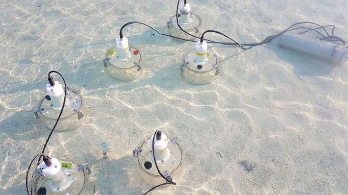 Student theses - Southern Cross University