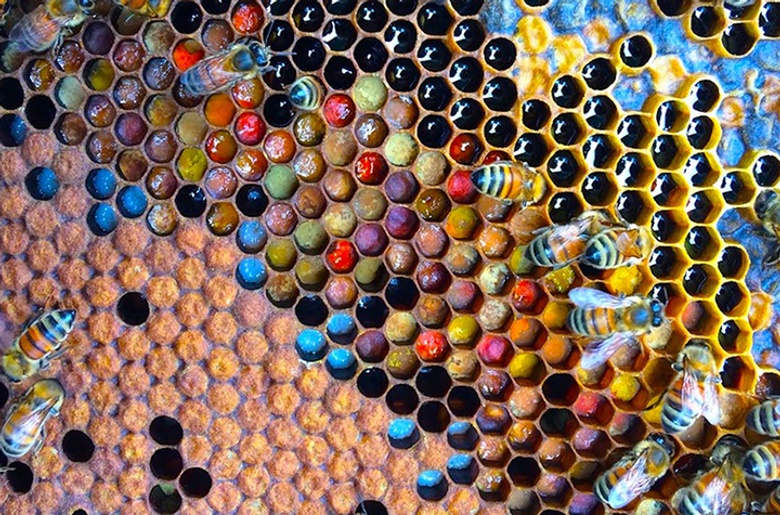 2020 - How do bees make honey? - Southern Cross University