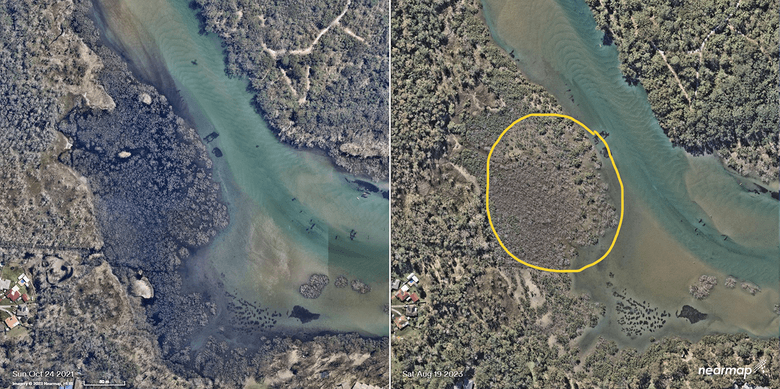 Mangrove dieback Boambee - Southern Cross University