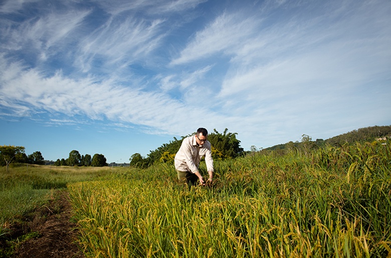 Climate smart rice ARC - Southern Cross University
