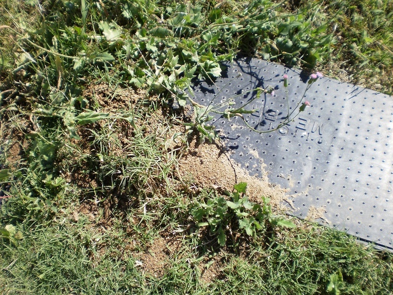 What are fire ants and why are they so dangerous - Southern Cross ...