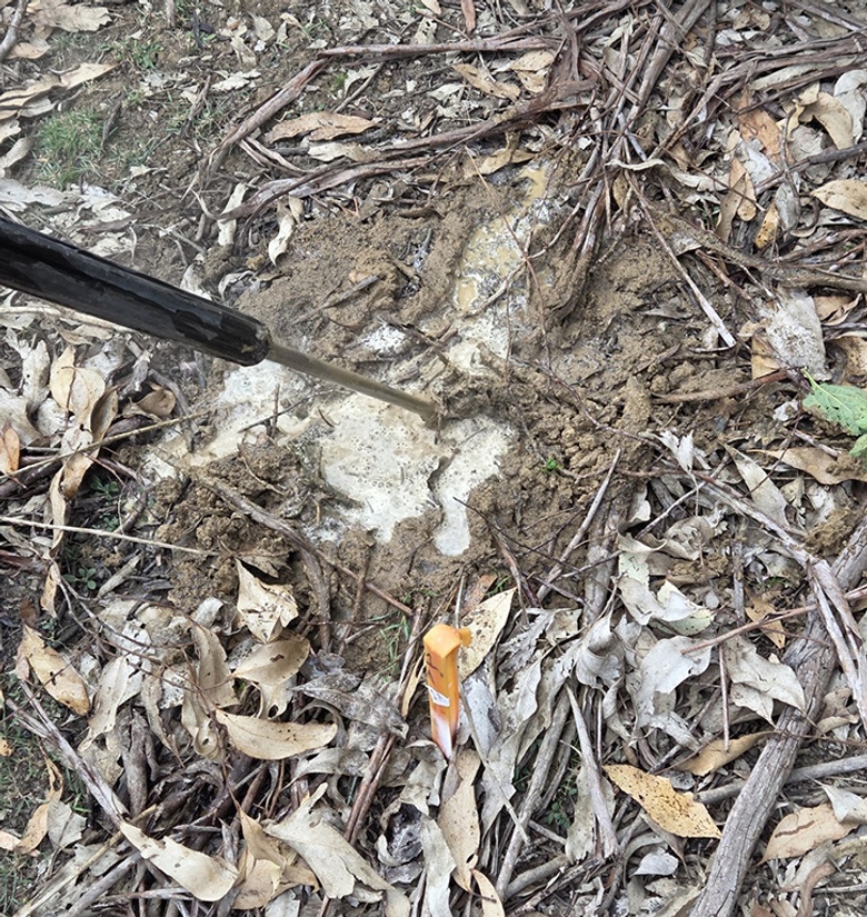 Fire ant soup FASO pilot - Southern Cross University