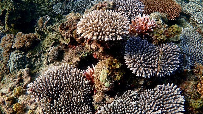 Restoring coral reefs through mass larval restoration - Southern Cross ...