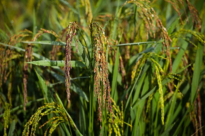 Climate smart rice ARC - Southern Cross University