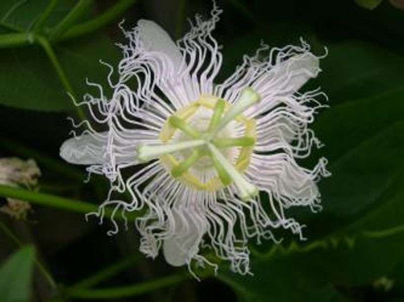 Research - Southern Cross University